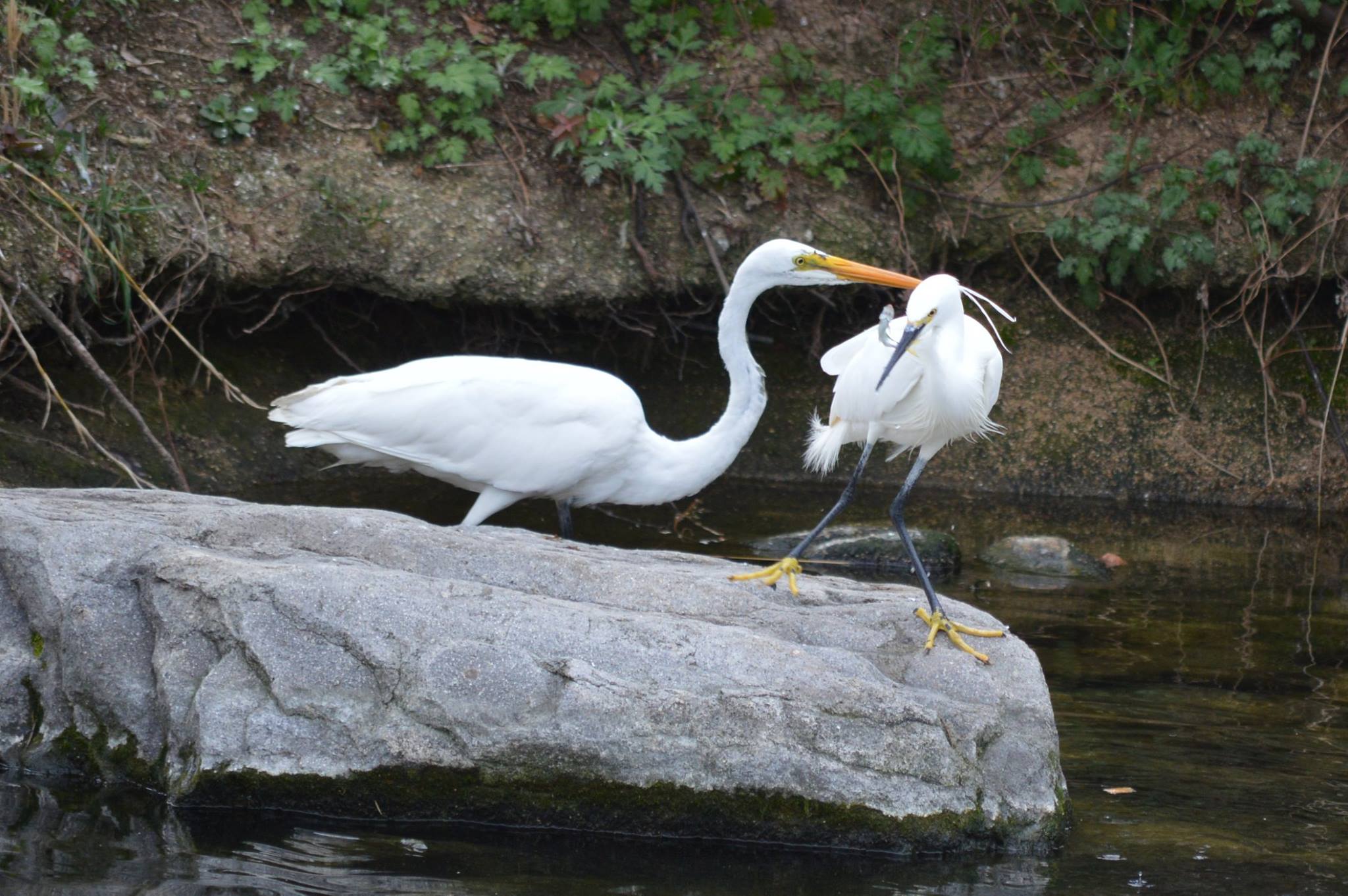 Nature Japan: Great Egret – Just Japan Stuff