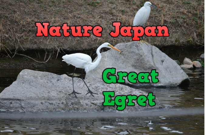 Nature Japan: Great Egret – Just Japan Stuff