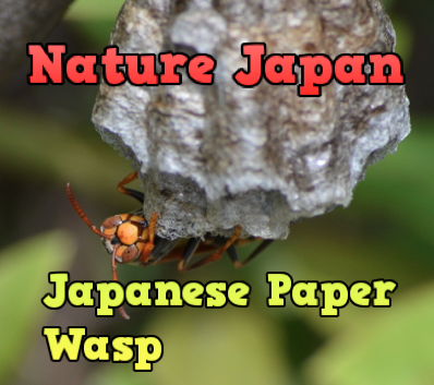 Japanese Paper Wasps あしながばち – Just Japan Stuff