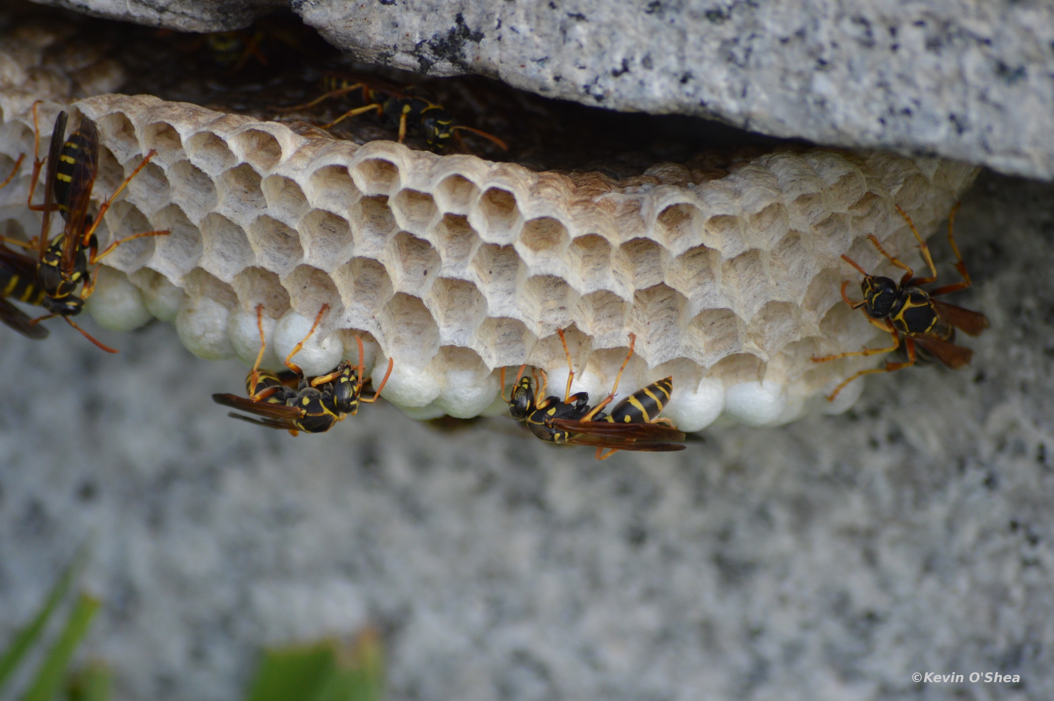 Japanese Paper Wasps あしながばち – Just Japan Stuff