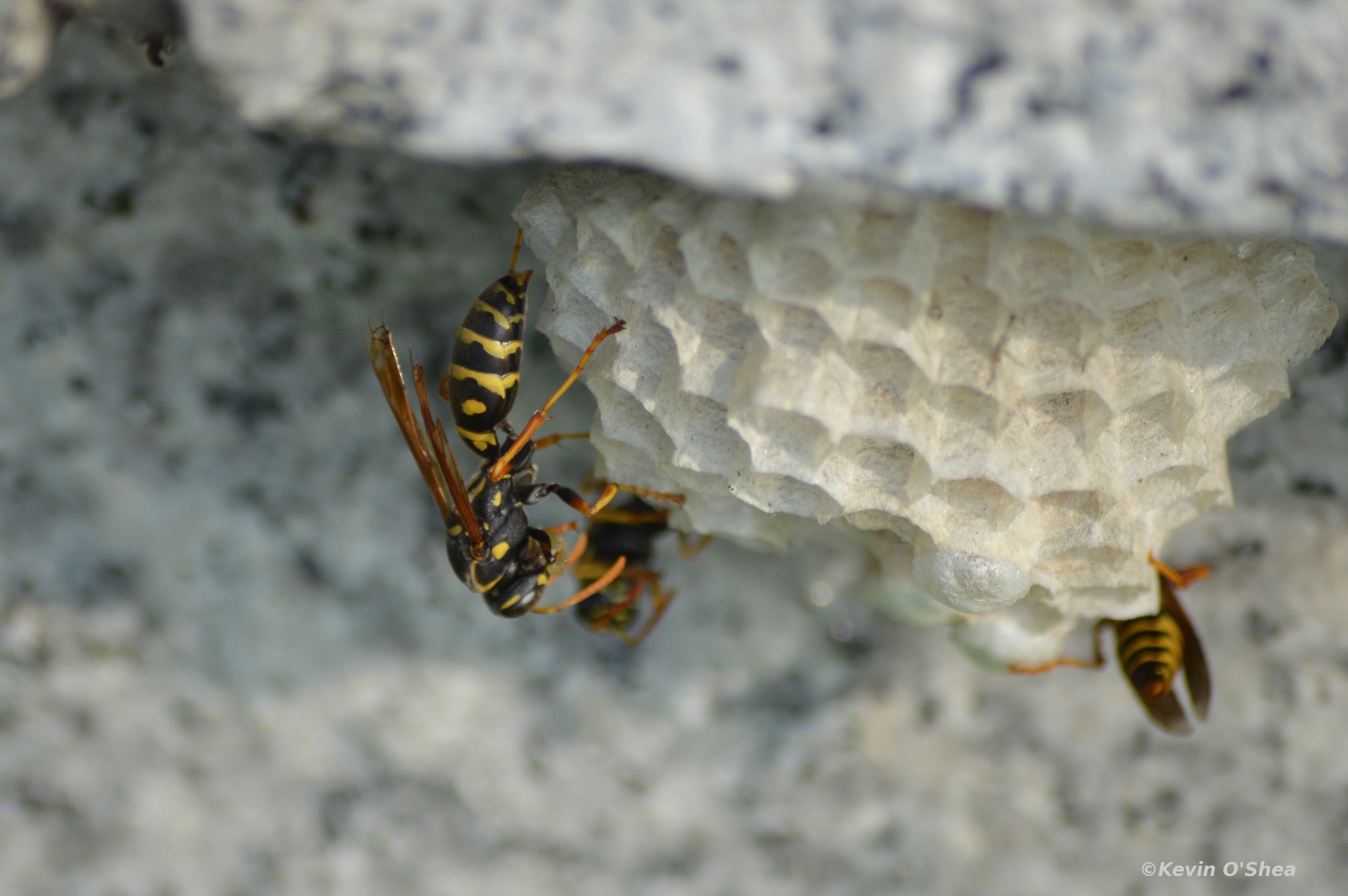 Japanese Paper Wasps あしながばち – Just Japan Stuff