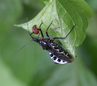 5 Scariest Bugs in Japan – Just Japan Stuff