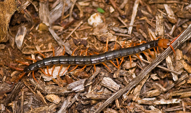 5 Scariest Bugs in Japan – Just Japan Stuff