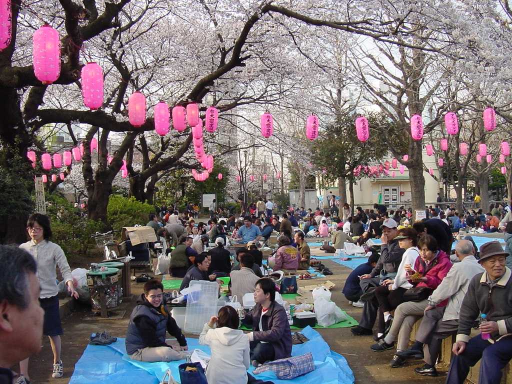 What is Hanami in Japan? – Just Japan Stuff